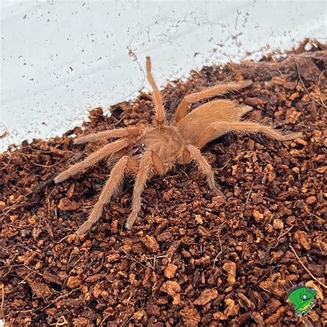 Vietnam Silver Tarantula 1 Inch Strictly Reptiles Inc
