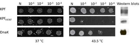 Video Author Spotlight Exploring Heat Shock Proteins In Malaria And Tuberculosis Infections