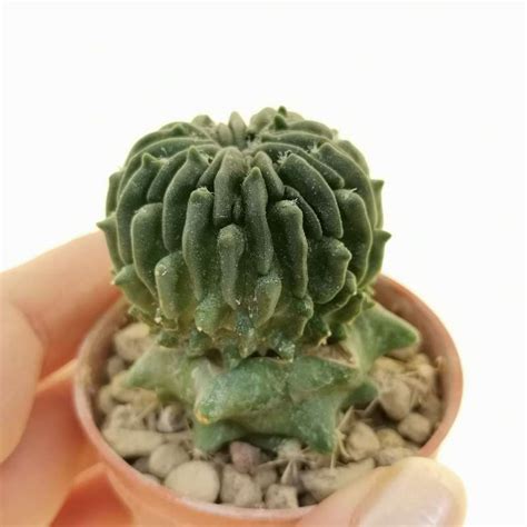 Echinofossulocactus Inermis Sperm Cactus 5 5 Cm Cactaceae