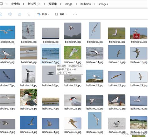 鸟类数据集（带标注文件txt、xml）小目标鸟类数据集 Csdn博客