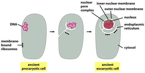 L11 Microbial Dimension Of Eukaryotic Diversity Flashcards Quizlet