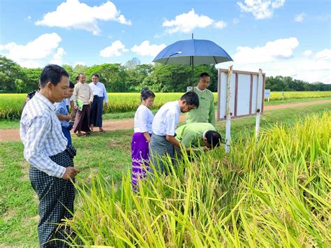 ဝါးခယ်မမြို့နယ်တွင် နွေစပါး တစ်ဧက ၁၀ တင်းနှုန်း ပိုမိုထွက်ရှိရေး အထွက်ကောင်းမျိုးများ ပြောင