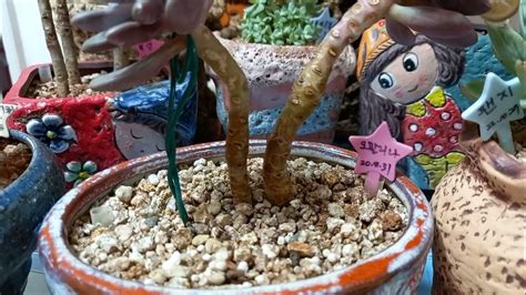 252회웃자란 다육이 관리법♡꿀벅지로 만든다 Youtube