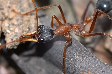 Bull Ants In Florida Identification Behavior And Prevention