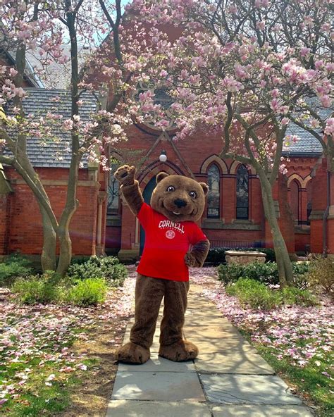 Michael Graffeo On Linkedin Proud Dad To See Daniela Graffeo On The Cornell University Page