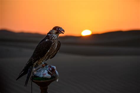 Nikon Z50 Review Autofocus Performance And Accuracy