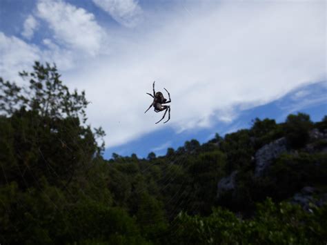 Cobweb Against The Sky R Pics