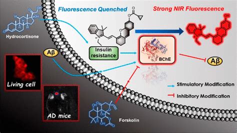 发现丁酰胆碱酯酶激活的近红外荧光探针，用于活细胞和 体内 成像 Acs Sensors X Mol