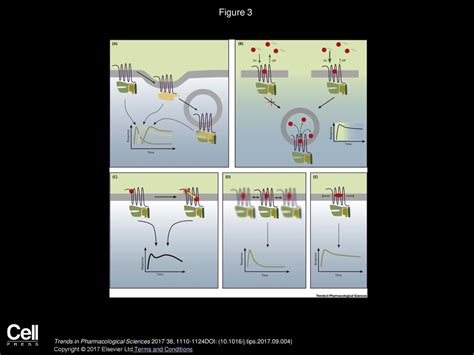 Temporal Bias Time Encoded Dynamic Gpcr Signaling Ppt Download