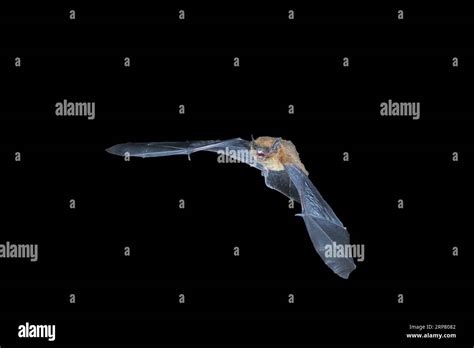 Common Pipistrelle Pipistrellus Pipistrellus In Flight Highspeed Nature Photo Bats Mammals