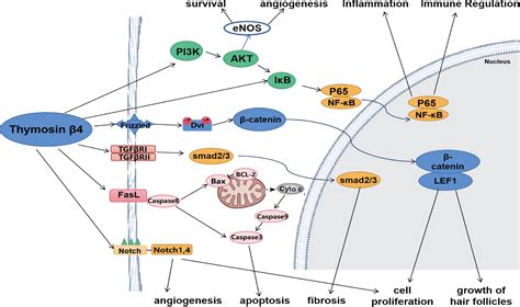 Frontiers Progress On The Function And Application Of Thymosin β4