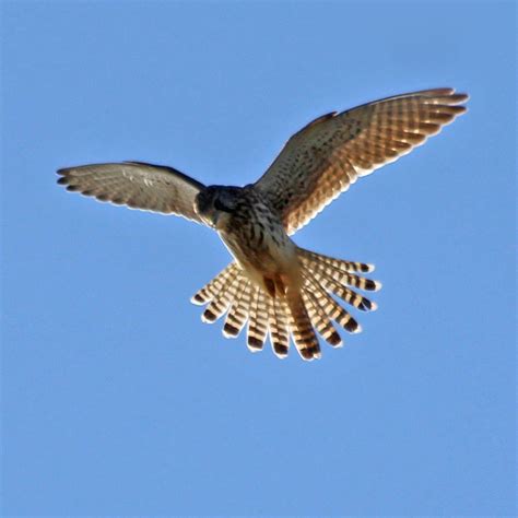 The Windhover Earthstar