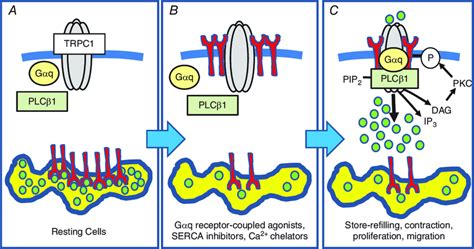 Proposed Activation Model Of Trpc1 Based Socs In Contractile Vsmcs A