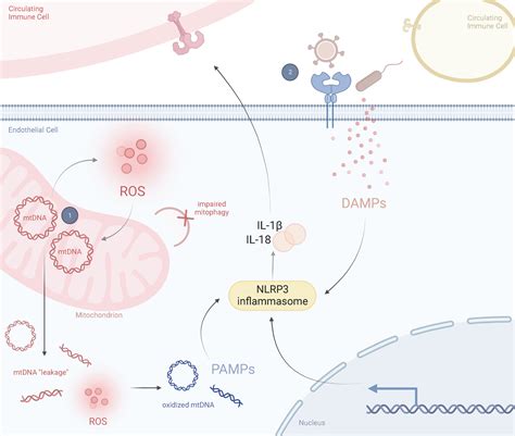 Frontiers The Role Of Mitochondria In The Pathogenesis Of Kawasaki
