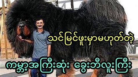 သင်မြင်ဖူးမှာ မဟုတ်တဲ့ ကမ္ဘာ့အကြီးဆုံး ခွေးဘီလူးကြီး Youtube