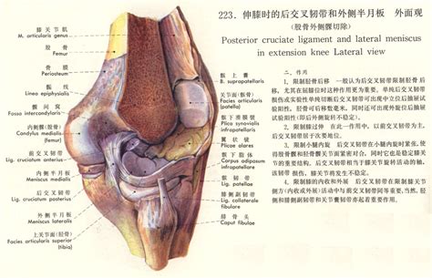 伸膝时的后交叉韧带和外侧半月板外面观 骨科图谱