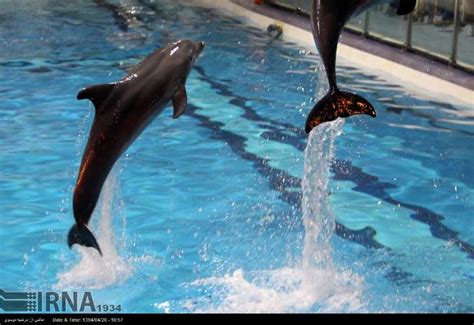 نمایش دلفین ها در برج میلاد تصاویر
