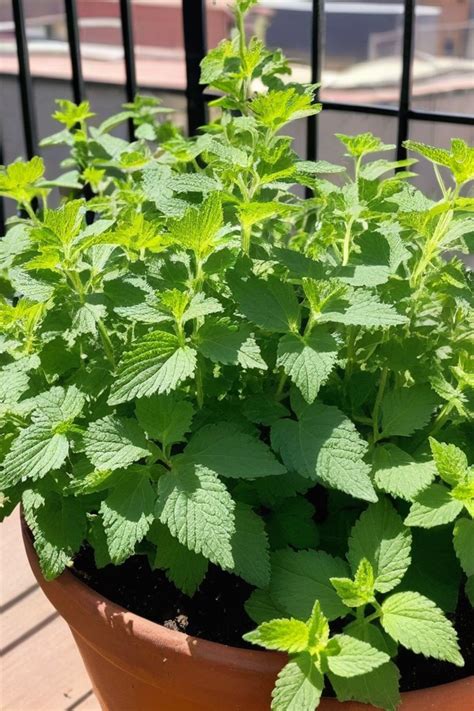 8 Tactics To Grow Catnip
