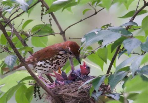 Brood Parasitism Guidewoodthrushi Flickr