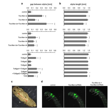 Fig S6 Rnai Of Genes Involved In N Glycan Processing Affect Pupal