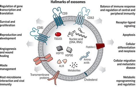 The Biology Function And Biomedical Applications Of Exosomes