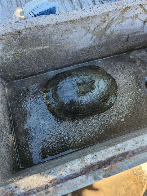 Need Help Identifying What It Is Rturtles