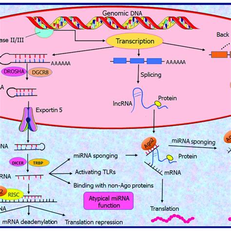 Overview Biogenesis And Function Of NcRNAs In CC Cells MicroRNAs Download Scientific Diagram