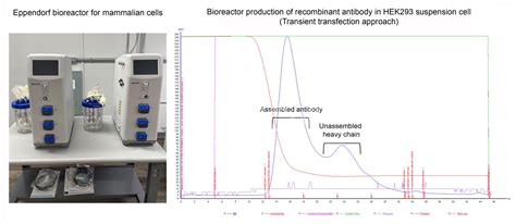 Bioreactor Scale Up Of Antibody Production In Hek293 Or Cho Cell Bicell Scientific®