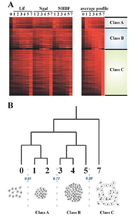 Microarray Analysis Of Gene Expression During Epithelial Download