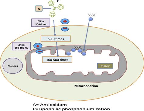Schematic Representation Of Targeting Mitochondria By
