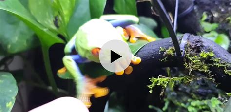 귀여운개구리 유머 움짤 이슈 에펨코리아