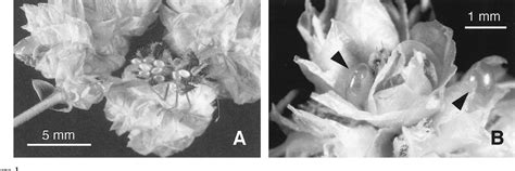 Figure 1 From Egg Carrying In The Golden Egg Bug Phyllomorpha