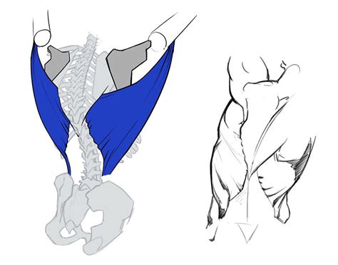 How To Draw The Torso Artofit