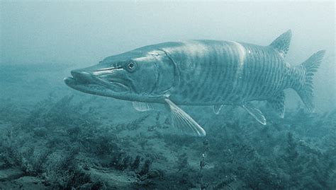 Musky Pictures Wallpaper Wallpapersafari