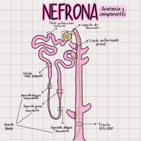Nefrona Anatomia Microscopica Sistema Endocrino Dibujo Farmacologia