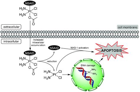 Ibuprofen Mechanism Of Action