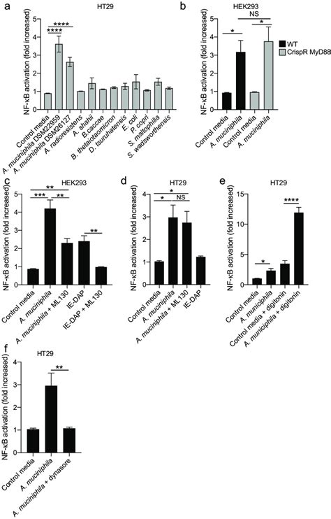 A Muciniphila Supernatants Activate Nf κb In Iecs Via A Pathway That