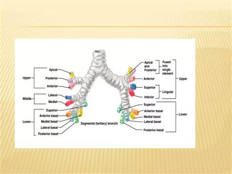 Lungs And Bronchopulmonary Segments Pptx