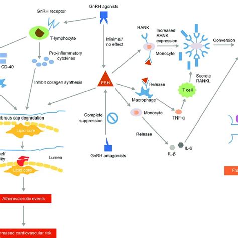 Pdf Androgen Deprivation Therapy And Side Effects Are Gnrh
