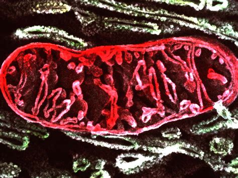 Mitochondria Electron Micrograph Labelled