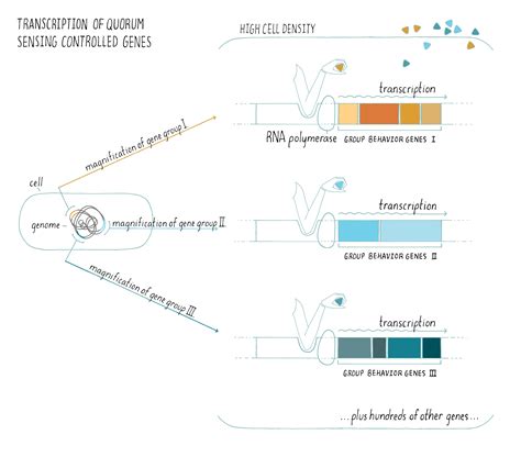 Quorum Sensing Bacterial Communication By Bonnie Bassler