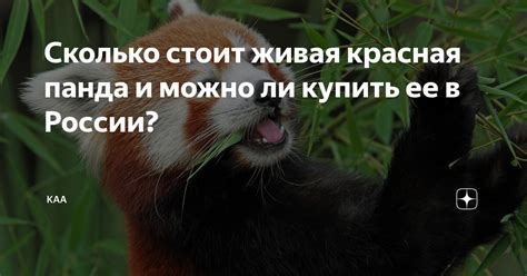 Сколько стоит живая красная панда и можно ли купить ее в России КАА Reptina Дзен