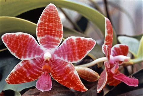 Moth Orchid Description And Care Britannica