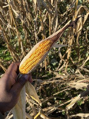 Aw Shucks Corn Maze And Pumpkin Patch Updated April 2026 36 Photos
