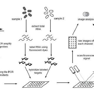 Steps In Analyzing Gene Expression Via A Microarray Download Scientific Diagram