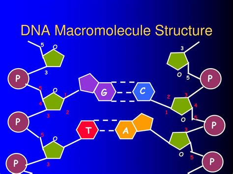 Ppt Dna Powerpoint Presentation Free Download Id 5328753