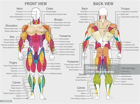 차트는 회색 배경에 이름을 가진 인체의 근육을 보여줍니다 벡터 이미지 근육에 대한 스톡 벡터 아트 및 기타 이미지 근육 근육질 체격 해부학 Istock