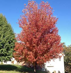 What Affects Fall Leaf Color AgWired