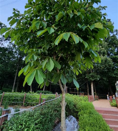 칠엽수