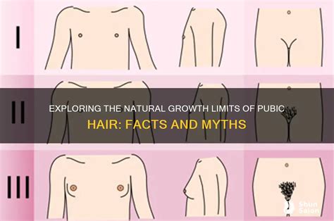 Exploring The Natural Growth Limits Of Pubic Hair Facts And Myths